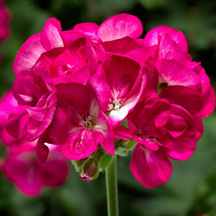 Pelargonium x hortorum 'Americana® Violet Ice' | Zonal Geranium | Ebert ...