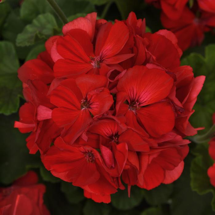 Pelargonium x hortorum 'Galaxy™ Dark Red' | Zonal Geranium | Ebert's ...