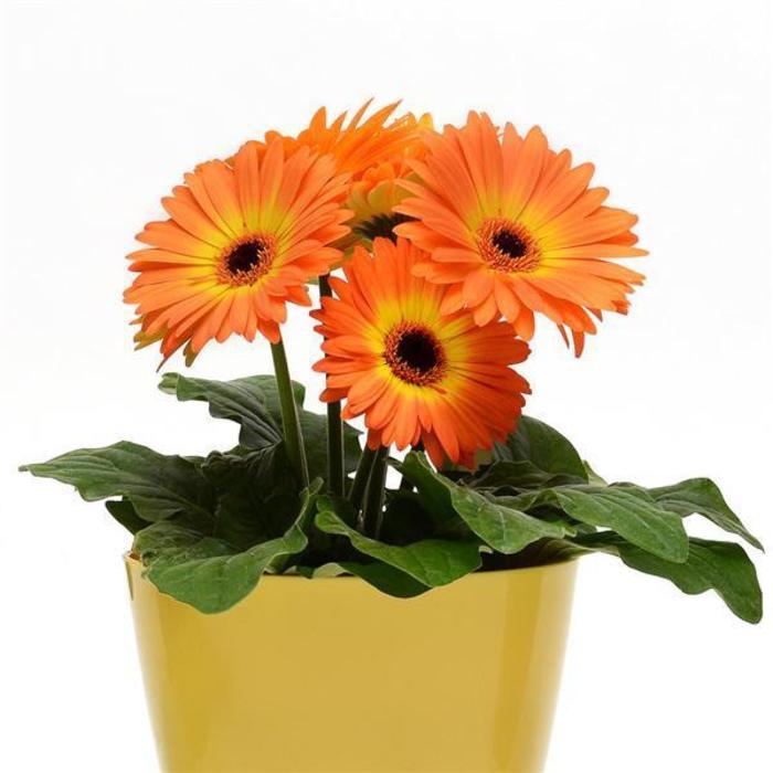 Gerbera jamesonii 'Revolution™ Bicolor Yellow Orange' | Gerbera Daisy ...