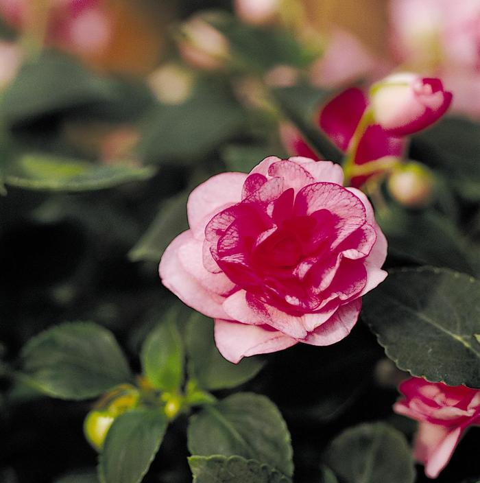 Impatiens walleriana 'Fiesta™ Pink Ruffle' | Impatiens, Double | Ebert ...