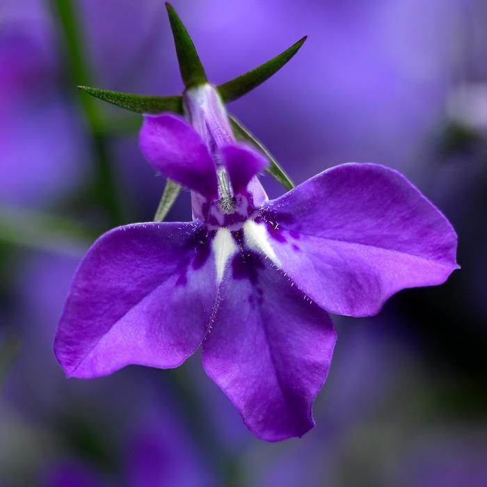 Lobelia erinus 'Techno® Large Blue Violet' | Lobelia | Ebert's Greenhouse