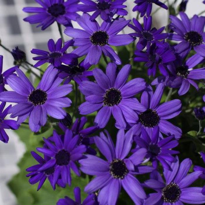 Pericallis 'Senetti® Super Blue' | Cineraria | Ebert's Greenhouse