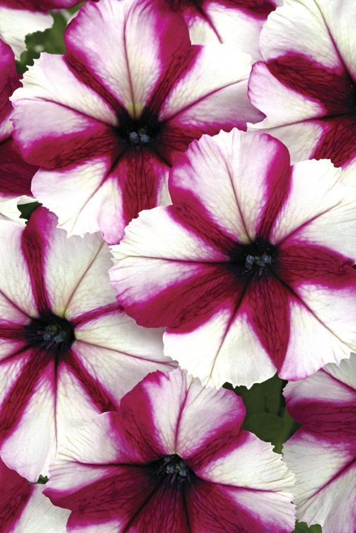 Petunia 'Crazytunia® Iced Berry' | Petunia | Ebert's Greenhouse