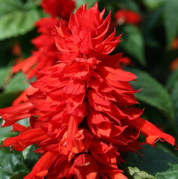 Salvia splendens 'Mojave™ Red' | Salvia | Ebert's Greenhouse
