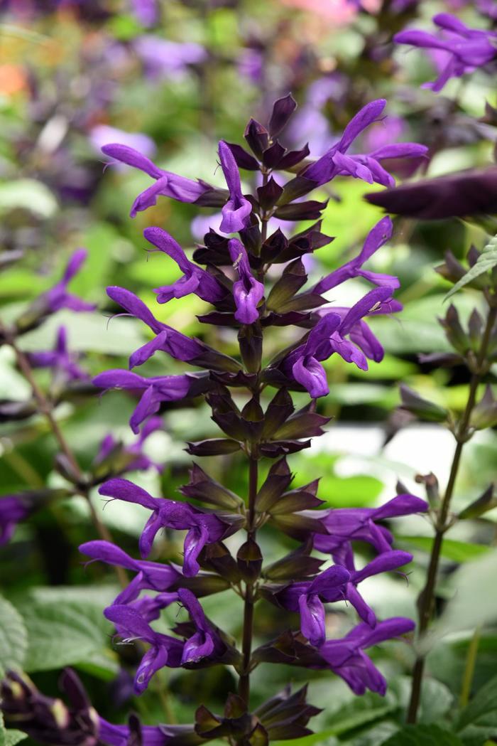 Salvia guaranitica 'Purple & Bloom' | Salvia | Ebert's Greenhouse