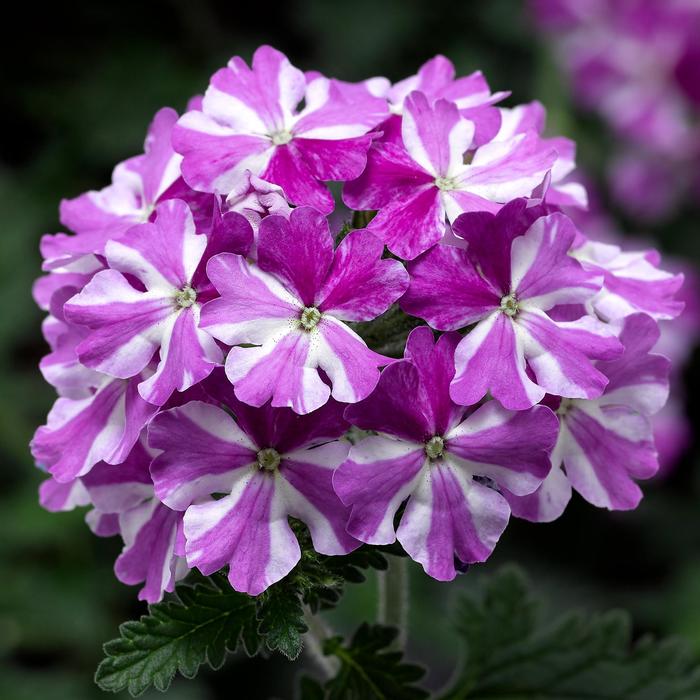 Verbena hybrida | Lanai® Twister™ Star Purple | Ebert's Greenhouse