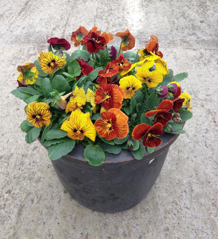 Viola cornuta 'Tiger Eyes Mix' | Viola | Ebert's Greenhouse