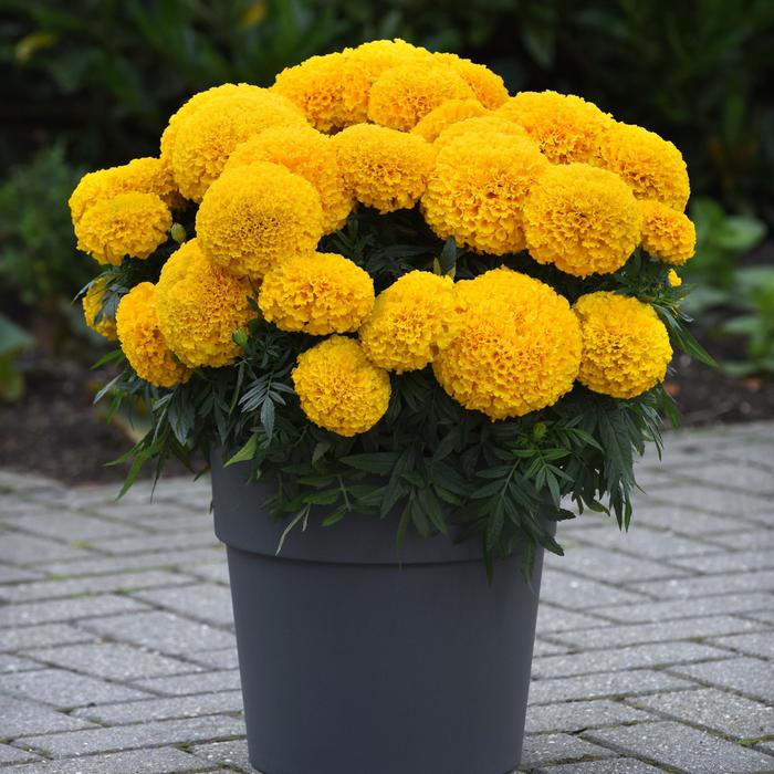 Tagetes erecta Marvel II™ Gold | Marigold | Ebert's Greenhouse