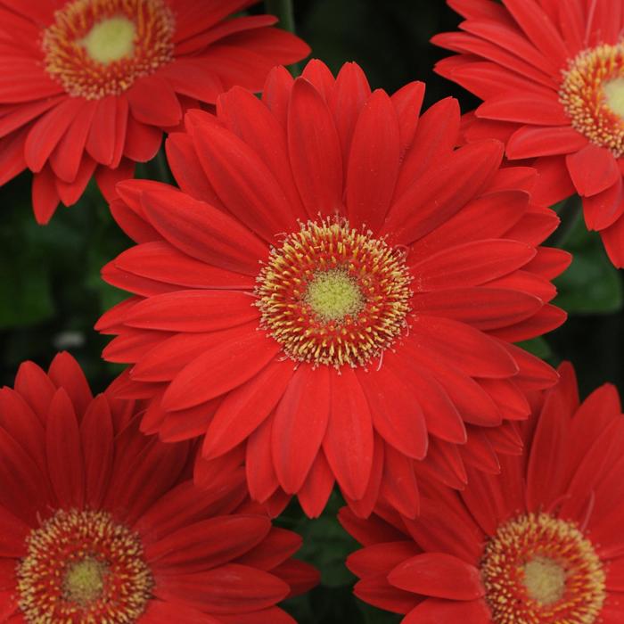 Gerbera jamesonii (Revolution™ Red Light Eye) | Gerbera Daisy | Ebert's ...