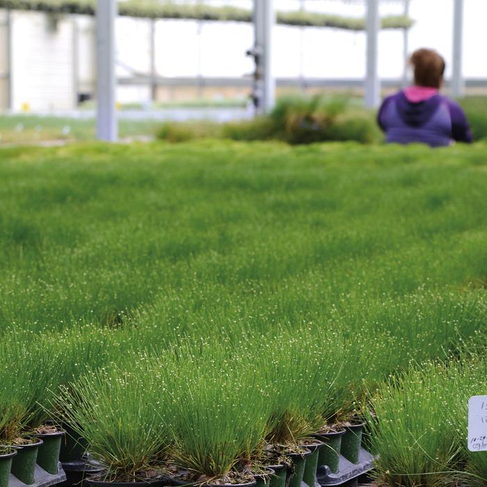 Isolepsis cernua 'Live Wire' | Grass, Fiber Optic | Ebert's Greenhouse