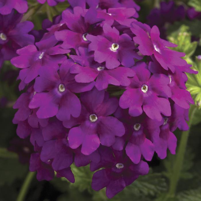Verbena 'Lanai® Deep Purple' | Verbena | Ebert's Greenhouse
