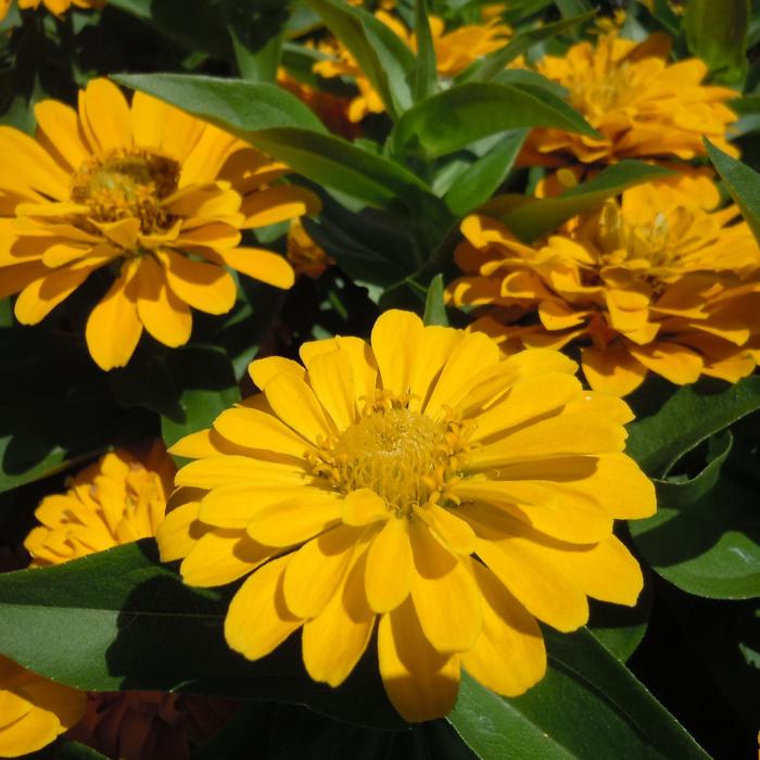 Zinnia elegans 'Zesty™ Yellow' | Zinnia | Ebert's Greenhouse