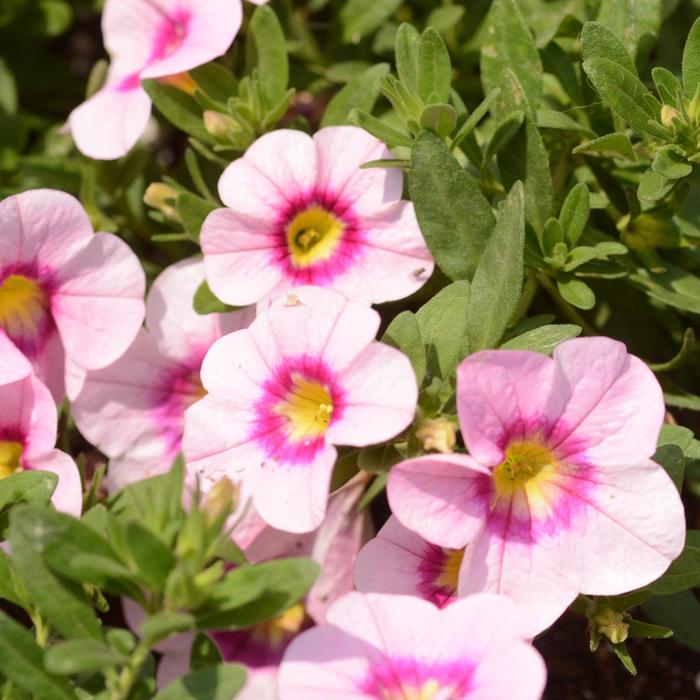 Calibrachoa 'Bloomtastic Rose Quartz' | Calibrachoa | Ebert's Greenhouse