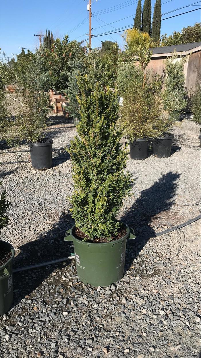 Buxus sempervirens 'Green Tower®' | 'Green Tower®' Boxwood | Ebert's ...