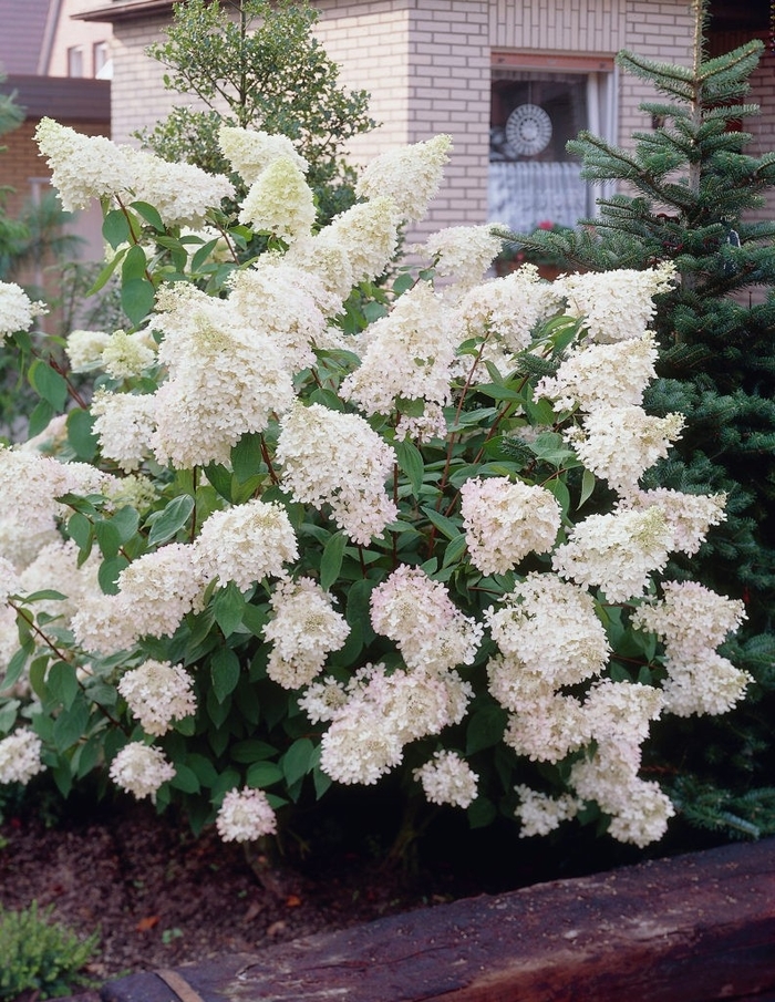 Hydrangea paniculata 'Phantom' | 'Phantom' Hydrangea | Ebert's Greenhouse