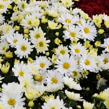 Fall Mums and Asters | Ebert's Greenhouse