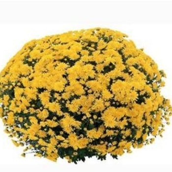 Fall Mums and Asters | Ebert's Greenhouse