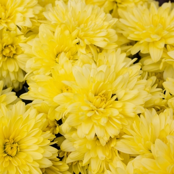 Fall Mums and Asters | Ebert's Greenhouse