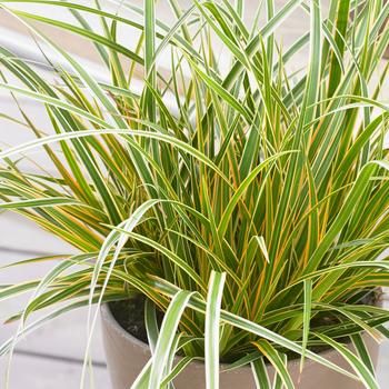 Carex oshimensis EverColor® 'Everglow' - Sedge