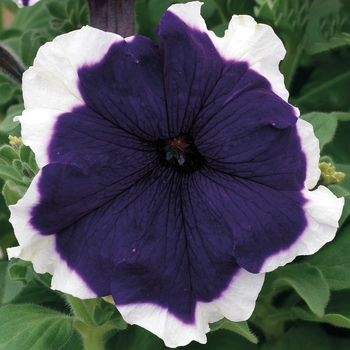 Ebert's Greenhouse